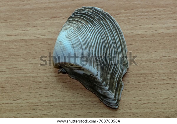 Sea Shell Side View Stock Photo 788780584 | Shutterstock