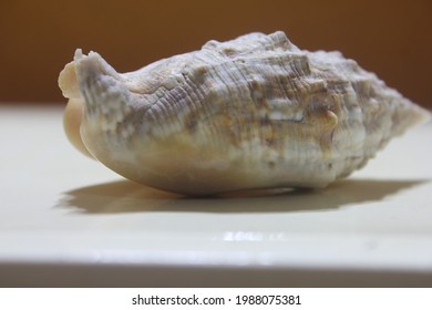 Sea Shell Side View Sharp Photo Stock Photo 1988075381 | Shutterstock
