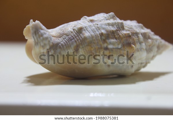 Sea Shell Side View Sharp Photo Stock Photo 1988075381 | Shutterstock