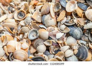 Sea Shells Background Stock Photo 1124585399 | Shutterstock