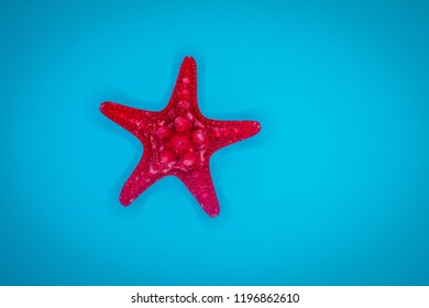 Sea Shells Background Stock Photo 1196862601 | Shutterstock
