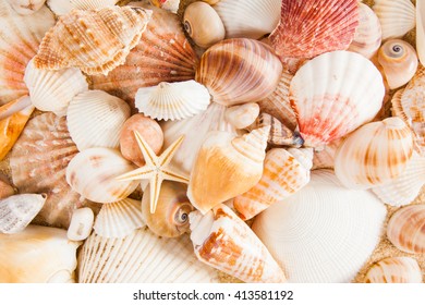 Sea Shells Background Stock Photo 413581192 | Shutterstock