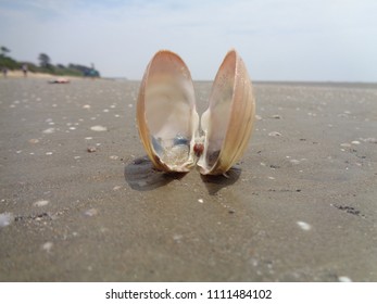 Sea Shells Found On Sea Beachocean Stock Photo 1111484102 | Shutterstock