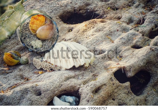 Sea Shells Found On Big Rock Stock Photo 590068757 | Shutterstock