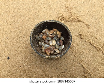 Sea Shells Inside Coconut Shell Stock Photo 1887145507 | Shutterstock