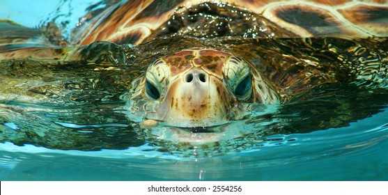 3,310 Sea Turtle Face Images, Stock Photos & Vectors | Shutterstock