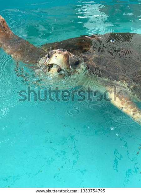 Sea Turtle Face Stock Photo 1333754795 | Shutterstock
