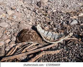 524 Sea turtle poaching Images, Stock Photos & Vectors | Shutterstock