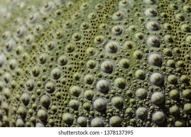 Sea Urchin Shell Texture Pattern Dot Stock Photo (Edit Now) 1378137395