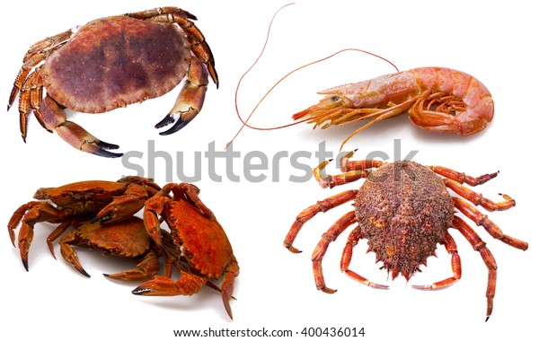 Seafood Collage Stock Photo 400436014 | Shutterstock