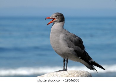 67 Segal bird Images, Stock Photos & Vectors | Shutterstock