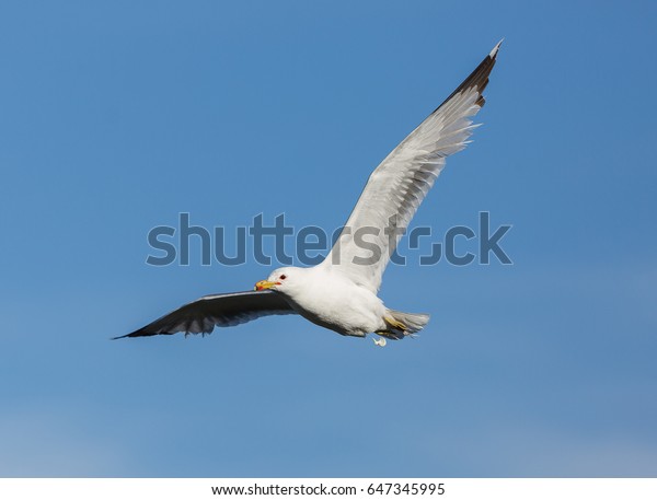 Seagull Pooping While Flying Air Stock Photo 647345995 | Shutterstock