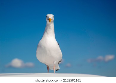 5,544 Seagull pose Images, Stock Photos & Vectors | Shutterstock