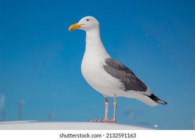 5,544 Seagull pose Images, Stock Photos & Vectors | Shutterstock