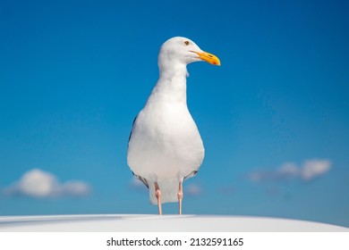 5,540 Seagull poses Images, Stock Photos & Vectors | Shutterstock