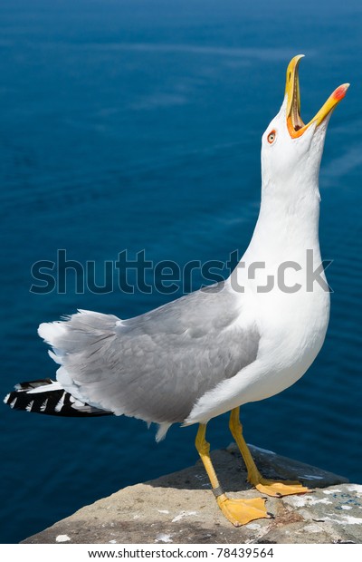 Seagull Screaming Stock Photo 78439564 | Shutterstock