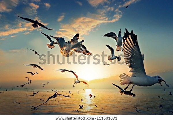 Seagull Sunset Background Stock Photo 111581891 | Shutterstock