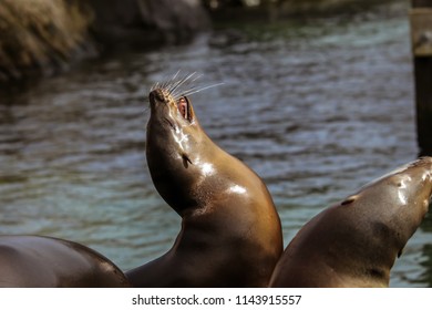 Seal Playing Another Seal While Making Stock Photo 1143915557 ...