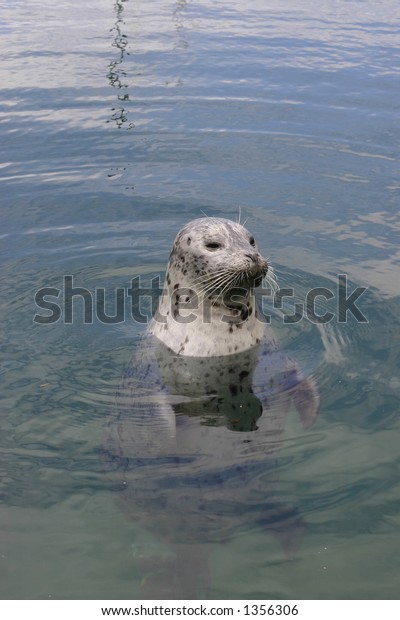 Seal Pose Stock Photo 1356306 | Shutterstock