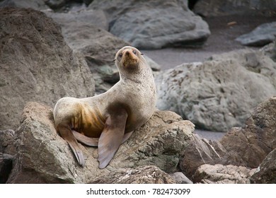 Seal Posing Camera Stock Photo 782473099 | Shutterstock