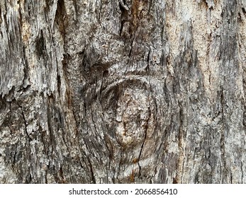 1,335 Tree bark writings Images, Stock Photos & Vectors | Shutterstock