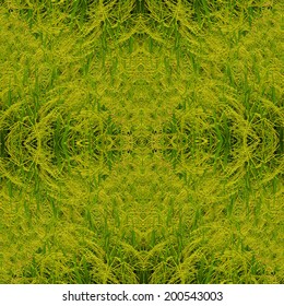 Seamless Pattern Made Paddy Background Texture Stock Photo 200543003 ...
