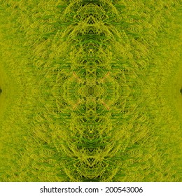 Seamless Pattern Made Paddy Background Texture Stock Photo 200543006 ...