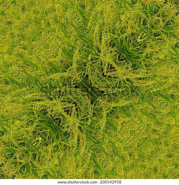 Seamless Pattern Made Paddy Background Texture Stock Photo 200542958 ...