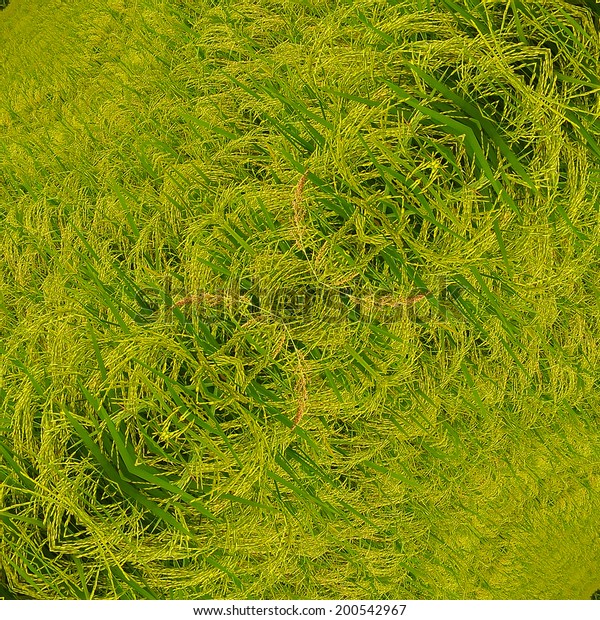 Seamless Pattern Made Paddy Background Texture Stock Photo 200542967 ...
