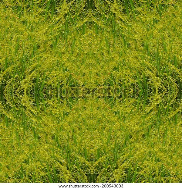 Seamless Pattern Made Paddy Background Texture Stock Photo 200543003 ...