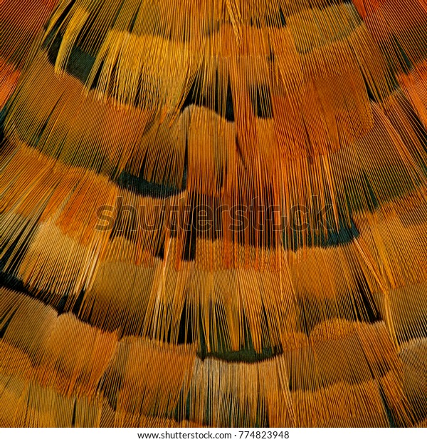 Seamless Peacock Feathers Texture Stock Photo 774823948 | Shutterstock
