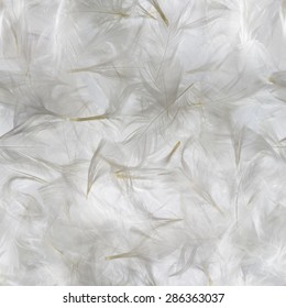 Seamless White Feathers Pattern Studio Photographed Stock Photo (Edit ...