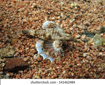 78 imágenes de Seamoth - Imágenes, fotos y vectores de stock | Shutterstock