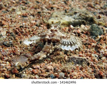 78 imágenes de Seamoth - Imágenes, fotos y vectores de stock | Shutterstock
