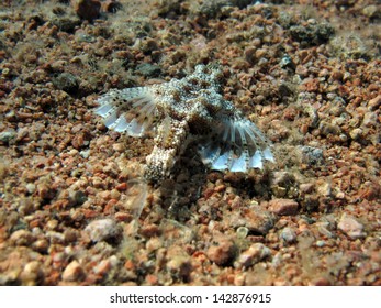 78 imágenes de Seamoth - Imágenes, fotos y vectores de stock | Shutterstock