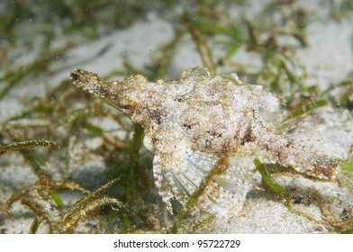 78 imágenes de Seamoth - Imágenes, fotos y vectores de stock | Shutterstock