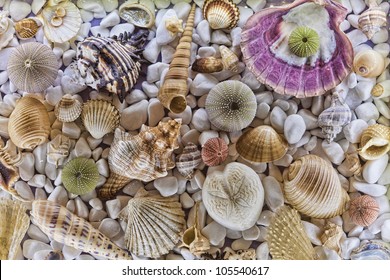1,665 Sea animals collage Stock Photos, Images & Photography | Shutterstock
