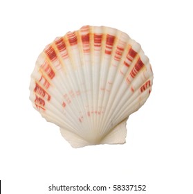 Seashell Stock Photo 58337152 | Shutterstock