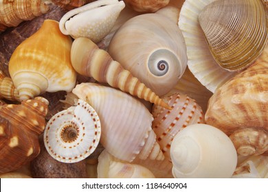 Seashell Background Many Different Seashells Piled Stock Photo ...
