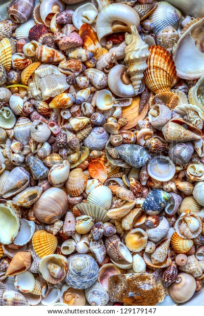 Seashell Collection Stock Photo (Edit Now) 129179147