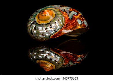 Seashell Isolated On Black Background Stock Photo 543775633 | Shutterstock