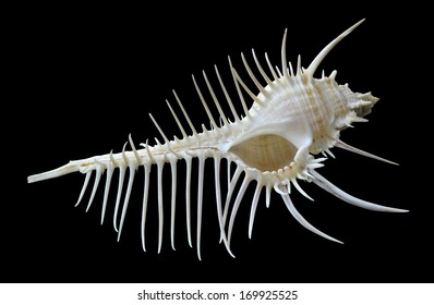 Marine Predatory Snail Venus Comb Murex Stock Photo 193945850 ...