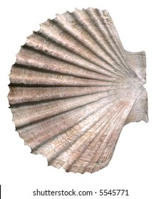 Seashell On White Background Stock Photo 5545771 | Shutterstock