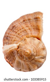 Seashell Rapana Stock Photo 103385915 | Shutterstock