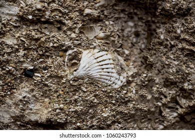 61 Sacred geometry nautilus Stock Photos, Images & Photography ...