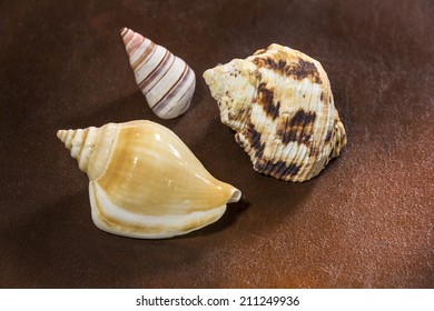 10 Caracol de mar Images, Stock Photos & Vectors | Shutterstock