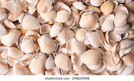 Cockle-shell Images, Stock Photos & Vectors | Shutterstock