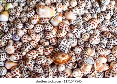 Seashells Different Colors Seashell Background Texture Stock Photo ...