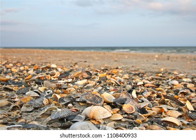 226 North carolina seashells Images, Stock Photos & Vectors | Shutterstock