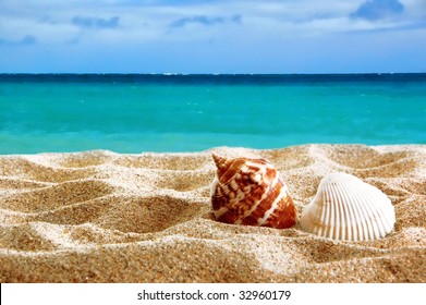 Seashells On Beach Stock Photo 32960179 | Shutterstock